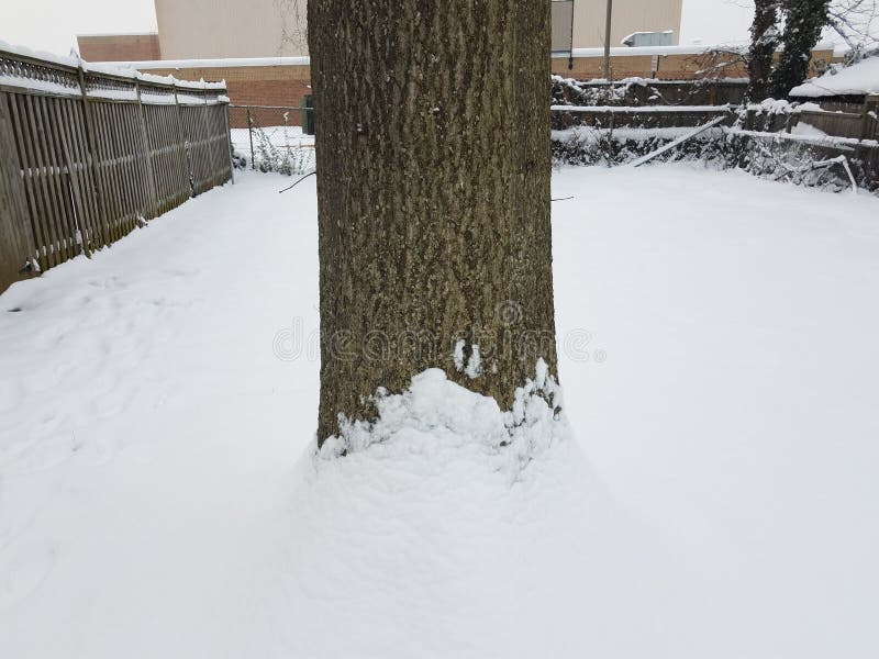 Tree Trunk and Bark with White Snow Stock Image - Image of frozen, snow ...