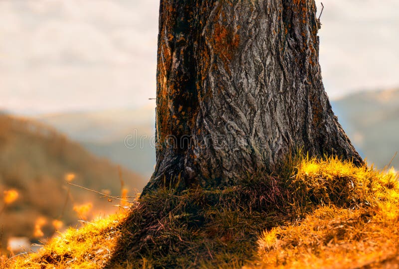 Tree trunk stock photo. Image of ground, larch, orange - 40882346