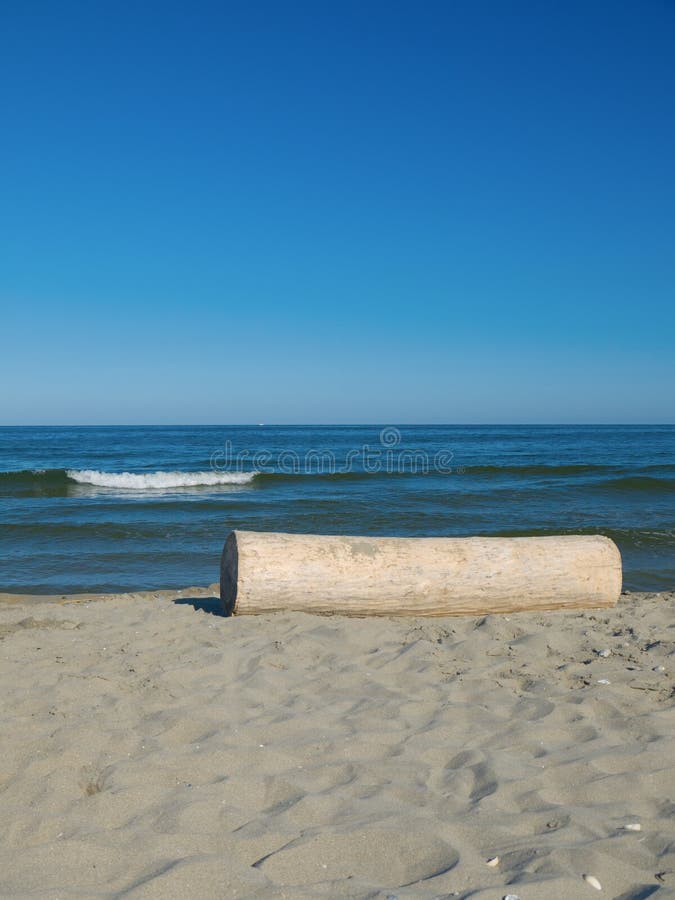 Tree trunk at the beach stock image. Image of wave, trunk - 26537067