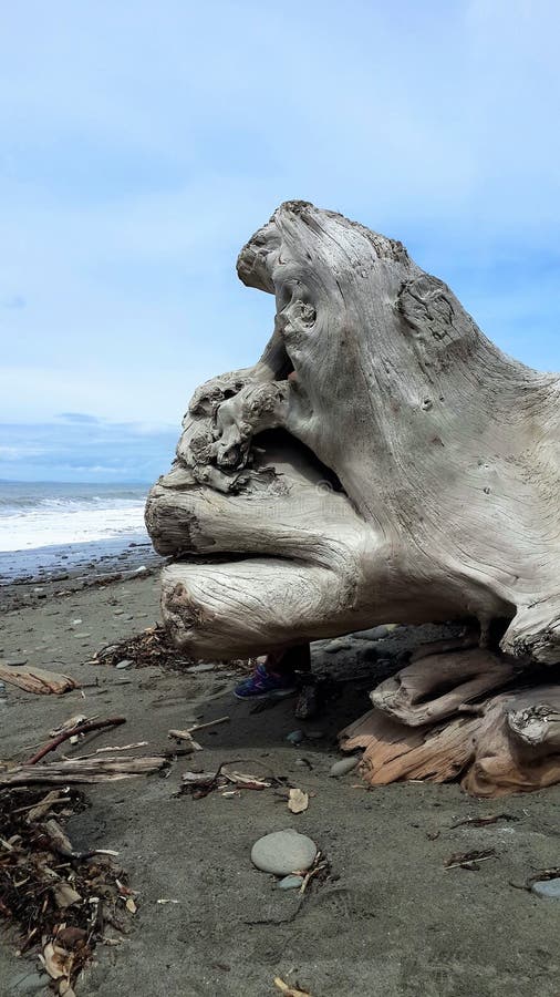 Tree trunk on a beach stock image. Image of spring, shore - 72266729