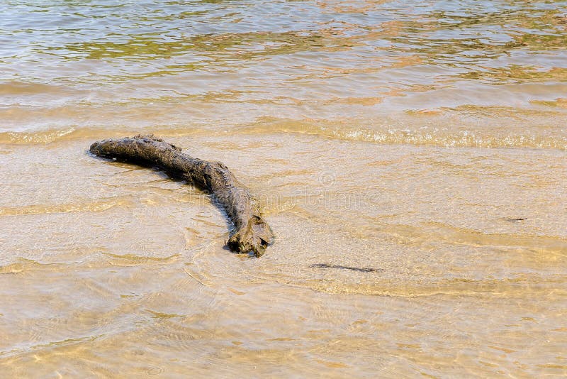 Tree trunk at the beach stock image. Image of light - 115158293