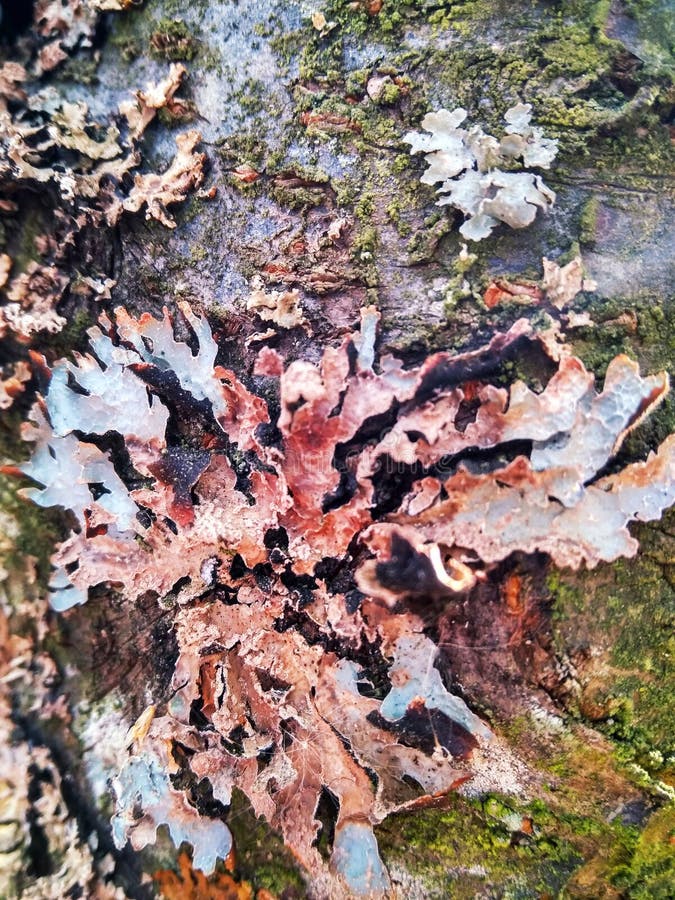 Tree Trunk with a Beautiful Blue Lichen Close Up Stock Image - Image of ...
