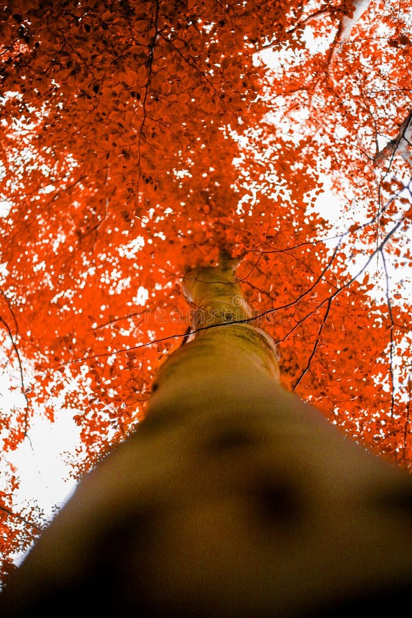 A Tree Trunk with a Beautiful Red Crown Stock Photo - Image of bloom ...