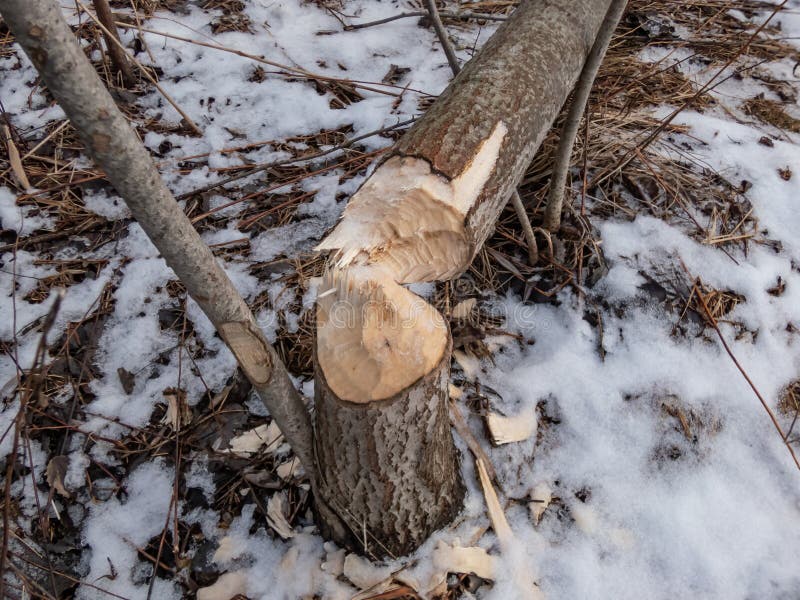 Tree Trunk with Beaver Activity Damage and Signs on Wood Trunk from ...