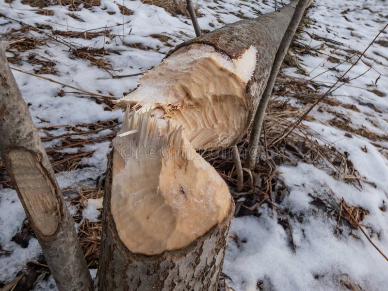 Tree Trunk with Beaver Activity Damage and Signs on Wood Trunk from ...