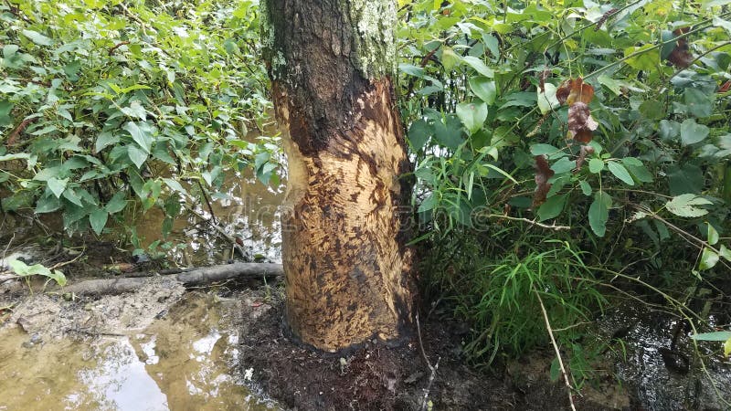 Tree Trunk with Beaver Bite Marks and Mud and Water Stock Image - Image ...