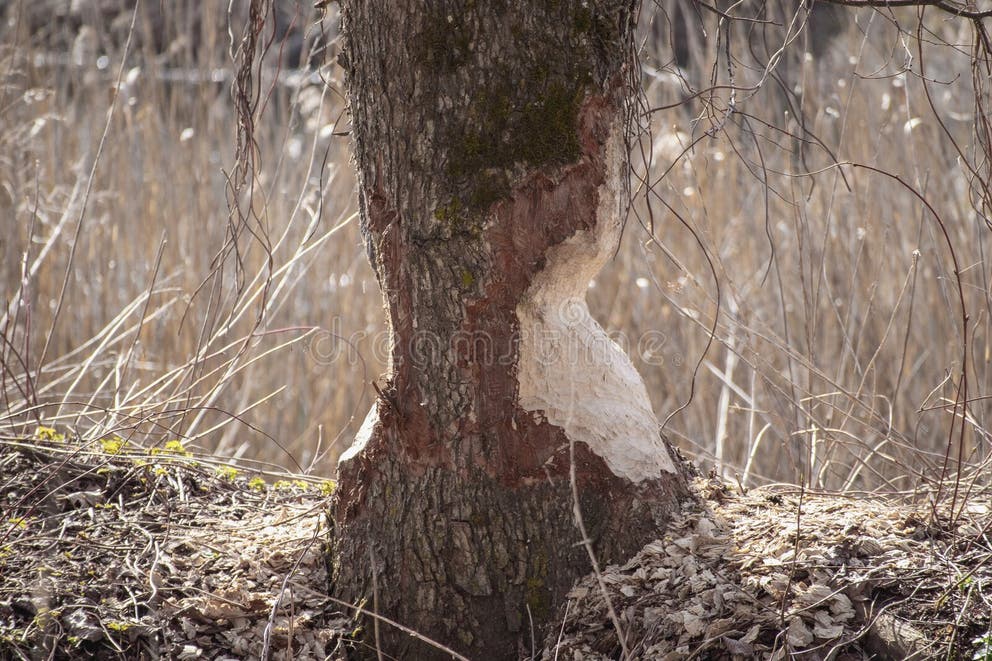 .a Tree Trunk with Beaver Gnaws Stock Image - Image of hard, build ...