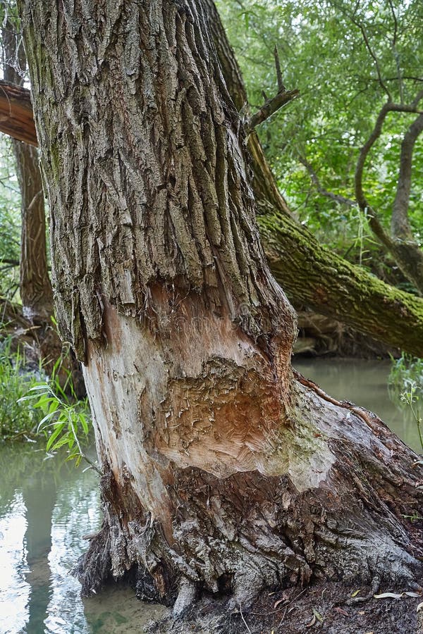 Tree Trunk with Beaver Teeth Marks Stock Image - Image of wood, shore ...