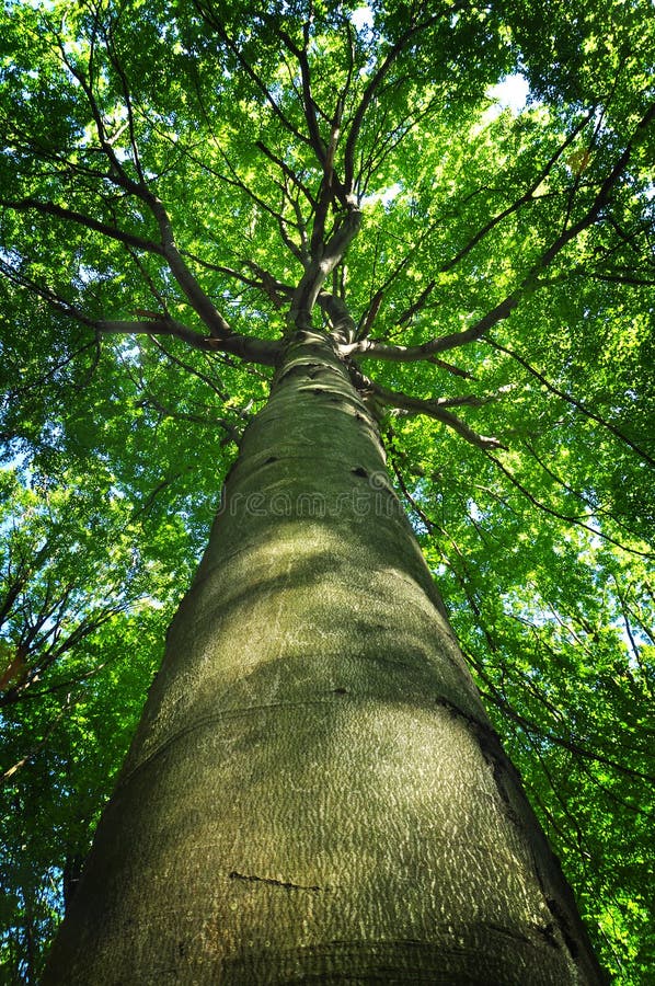 Green beech forest stock image. Image of leaves, nightfall - 22902413