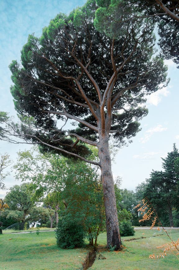 A Tree with a Trunk that is Bent and Has a Few Branches Stock Photo ...