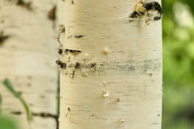 Tree Trunk, Birch Trunk White Close-up. Birch in the Forest Stock Photo ...
