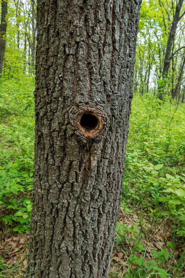 Tree Trunk with Bird Hollow. Bird Nest in Hollow Tree Trunk Stock Image ...