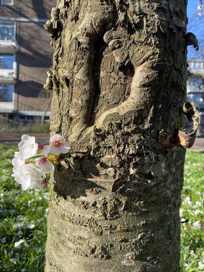 Tree Trunk with Blooming Twig Stock Photo - Image of blooming, nature ...