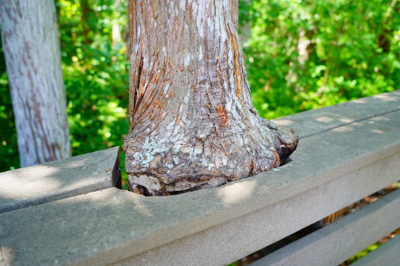 Beautiful Tree Trunk in the University of Central Florida Campus Trail ...