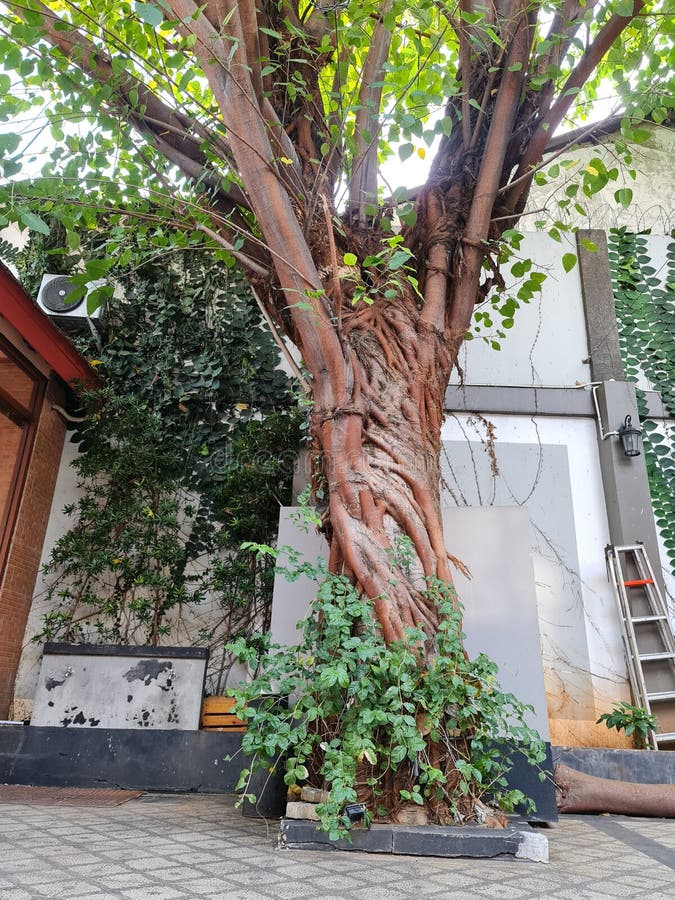 Body Tree Budha stock image. Image of budha, body, tree - 264052723