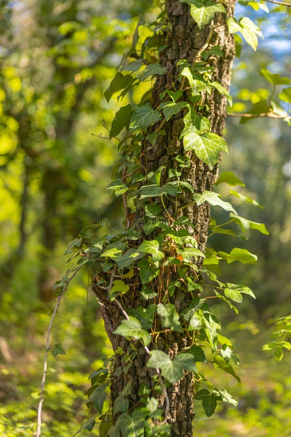 Tree Trunk Bound by Ivy Vine Stock Image - Image of helix, foliage ...