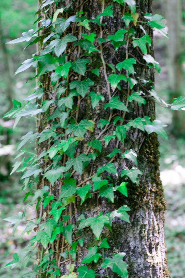 286 Braided Tree Trunk Stock Photos - Free & Royalty-Free Stock Photos ...