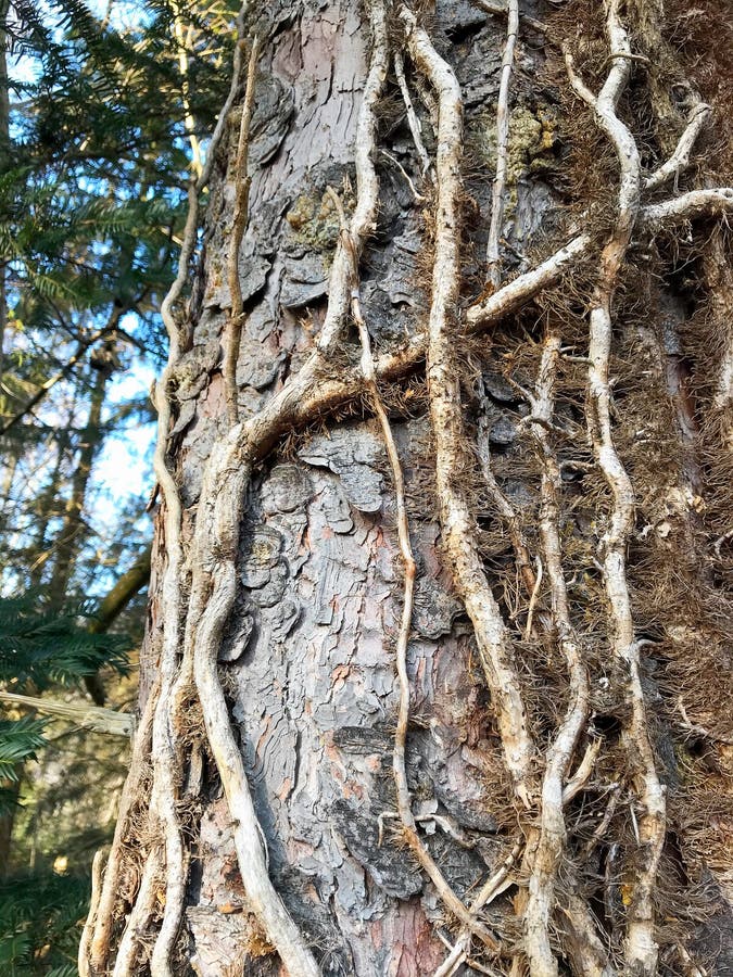 Tree Trunk Braided by Other Plant Roots. Stock Image - Image of plant ...