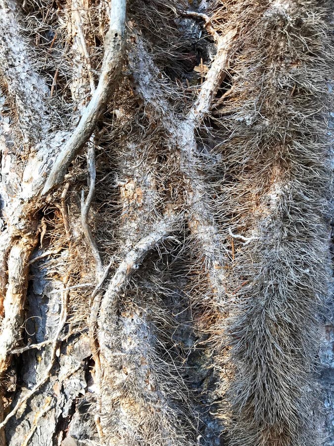 Tree Trunk Braided by Other Plant Roots. Stock Image - Image of roots ...