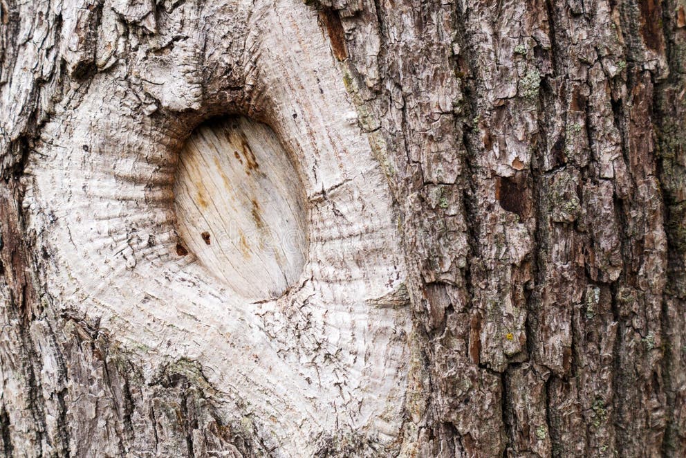 A Tree Trunk without a Branch and with an Overgrown Hole in it Stock ...