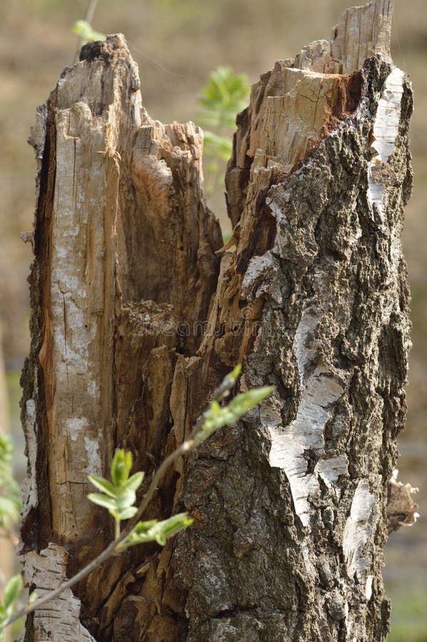 Tree trunk or branch stock photo. Image of natural, dark - 157423570