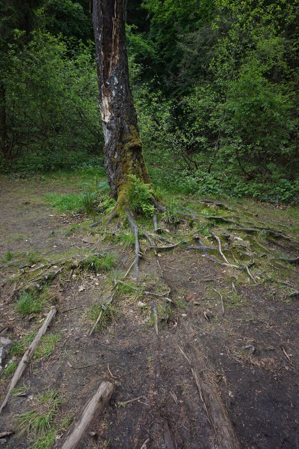Tree Trunk and Branched Roots on the Ground. Stock Image - Image of ...