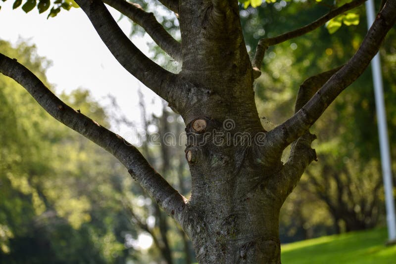 Tree Trunk, Branches, and Bark Texture Stock Image - Image of natural ...