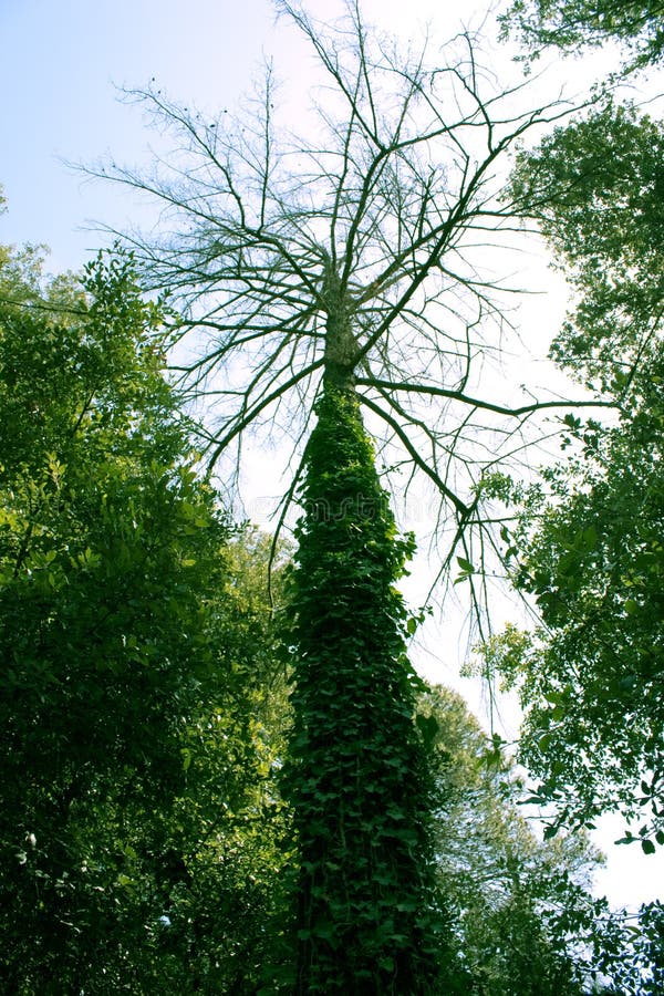 Tree Trunk and Branches, Canopy Stock Photo - Image of brown, texture ...