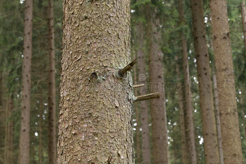 The Trunk of a Tree with in a Coniferous Forest Stock Photo - Image of ...