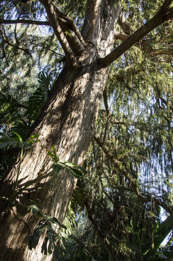 Tree Trunk and Branches 2 stock photo. Image of dappled - 80055566