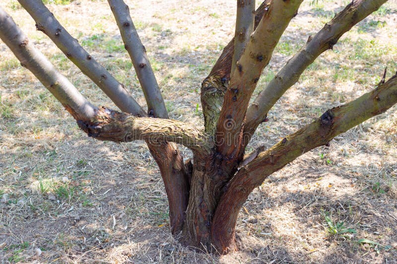 A Tree Trunk with Branches in Different Directions. Forming a Tree ...