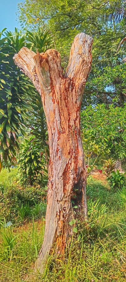 Tree Trunk without Branches and Leaves Stock Photo - Image of leaves ...