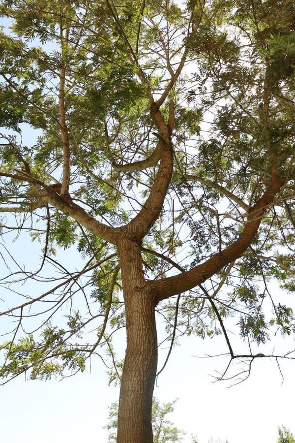 Tree Trunk, Branches and Leaves Stock Photo - Image of branches ...