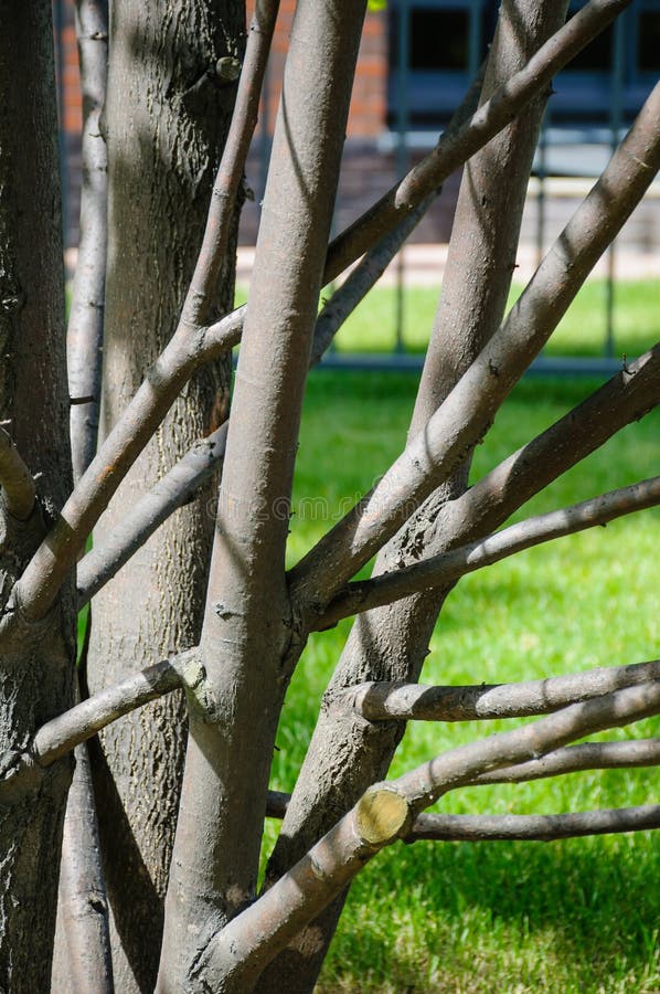 Tree Trunk and Branches without Leaves Growing in the Middle of Stock ...