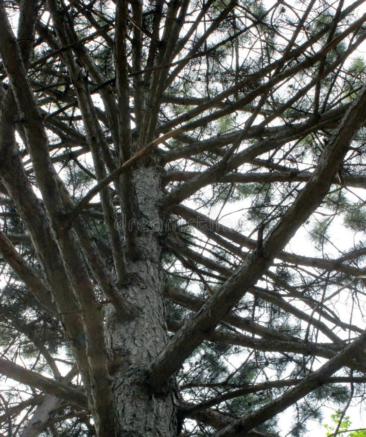 Tree Trunk And Branches Pines Bottom View Branches As Steps Stock Image Image Of Spiral