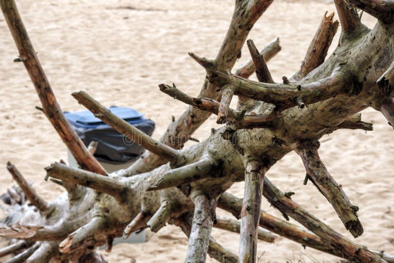 .a Tree Trunk without Branches Washed Up in the Sand of a Sea Beach ...
