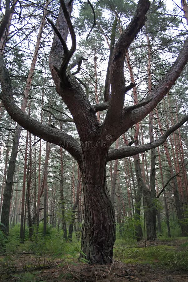 Tree Trunk with Branching in the Forest Stock Photo - Image of park ...