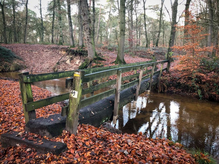 Tree Trunk Bridge in Autumn Forest Stock Photo - Image of fall ...