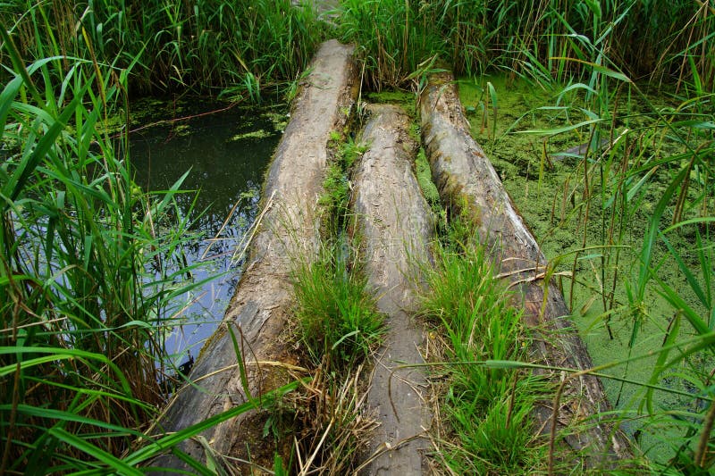 Tree trunk bridge stock image. Image of crossing, woodland - 95015453