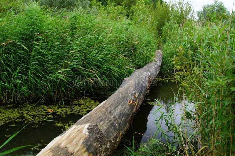Tree trunk bridge stock image. Image of bridge, trunk - 95015575