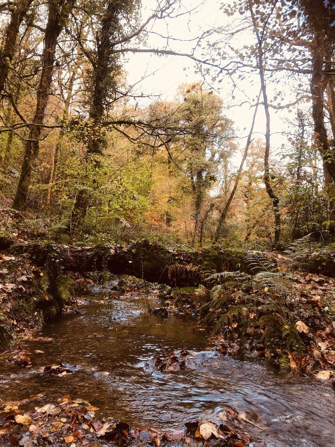 The Tree Trunk Bridge in the Woods. Stock Photo - Image of early ...