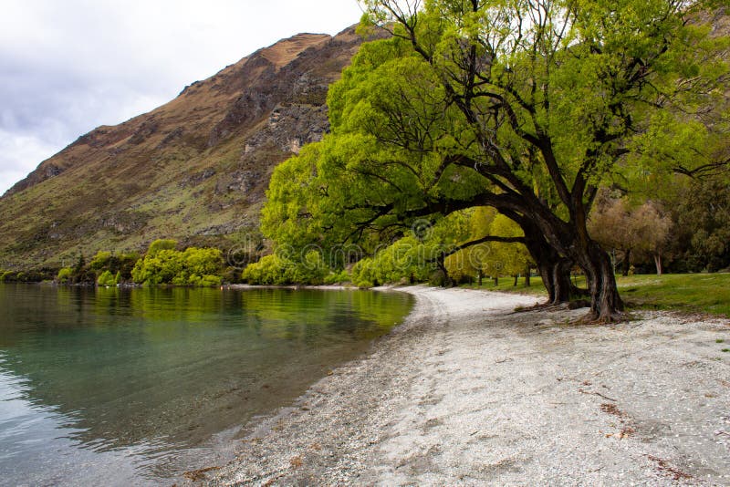 Tree Trunk with Bright Green Foliage on the Shore of the Lake ...