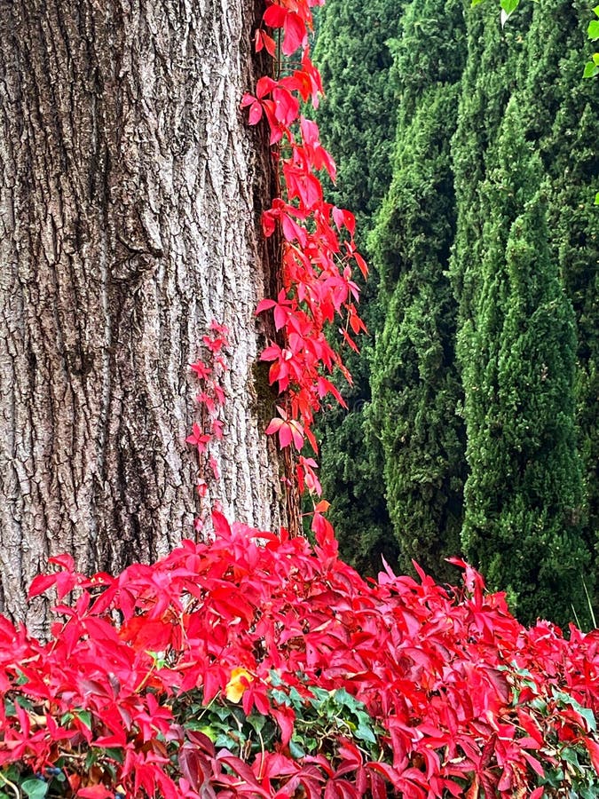 Tree Trunk with Bright Red Virginia Creeper. Stock Photo - Image of ...
