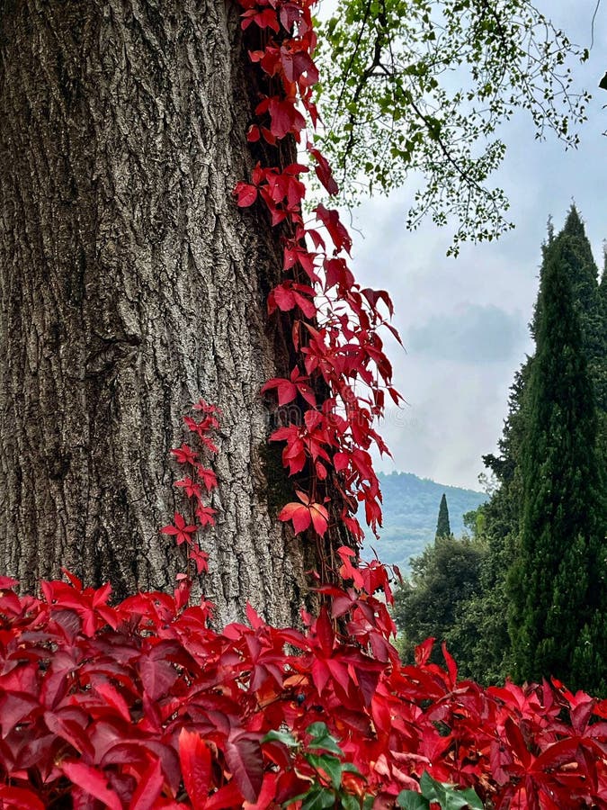 Tree Trunk with Bright Red Virginia Creeper. Stock Photo - Image of ...