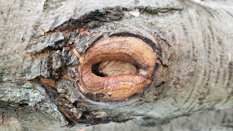 A Tree Trunk with a Brown Knot Like an Eye Stock Image - Image of stump ...