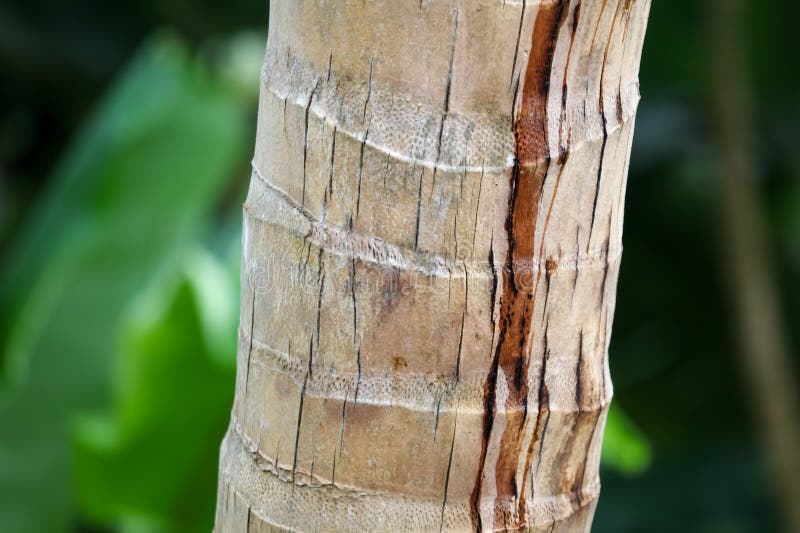 A Tree Trunk with a Brown Line on it Stock Photo - Image of material ...