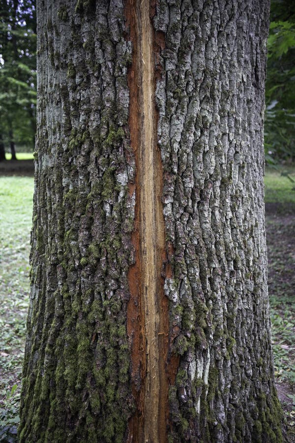 A Tree Trunk with a Brown Line Running Down the Middle Stock Image ...