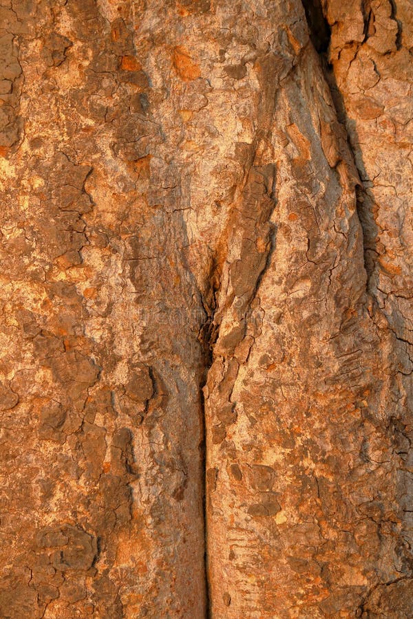 Old Tree Trunk, Texture, Natural, Stock Image - Image of wallpaper ...