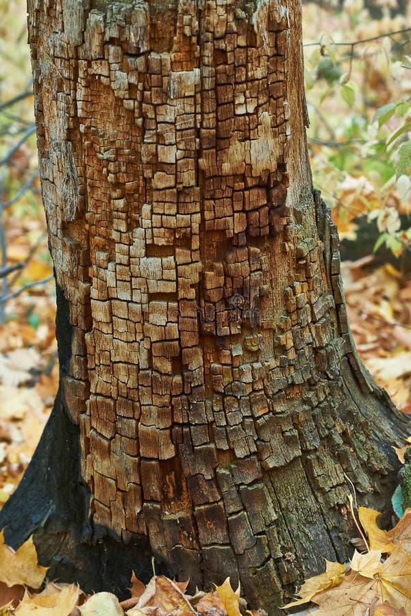 Tree Trunk Burnt by Lightning. Stock Image - Image of construction ...