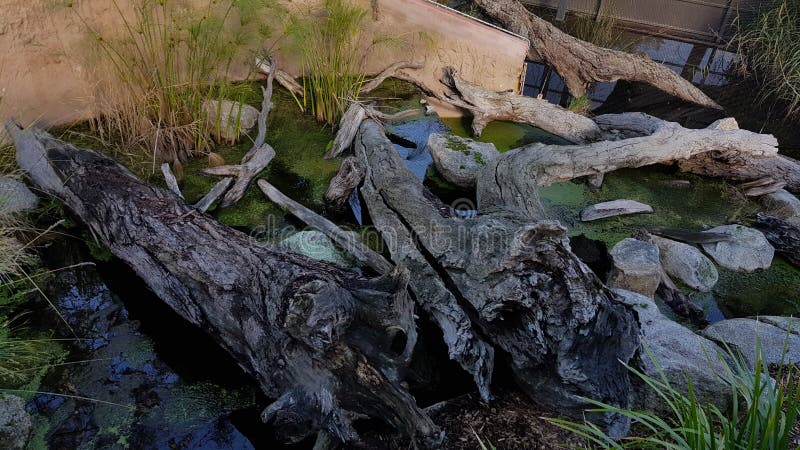 Tree trunk stock image. Image of branch, jungle, forest - 95060025